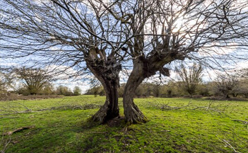 Veteran Tree Work - Urban Forestry