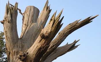 Veteran Tree Work - Urban Forestry